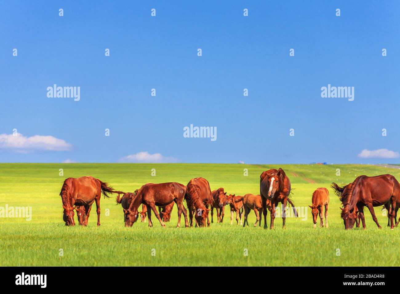 beauty of pastures Stock Photo - Alamy