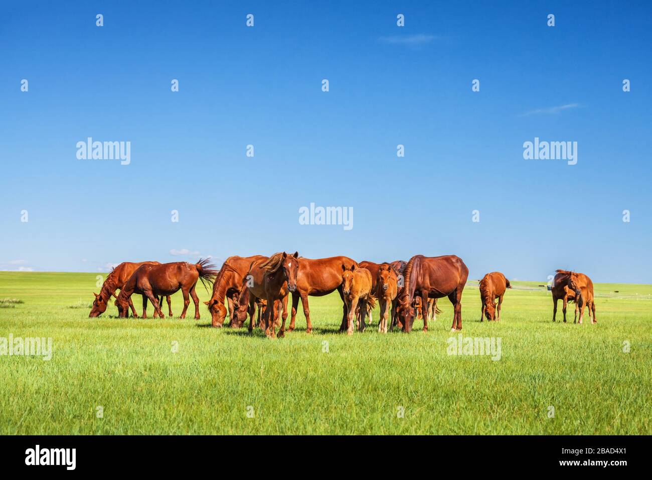 beauty of pastures Stock Photo - Alamy