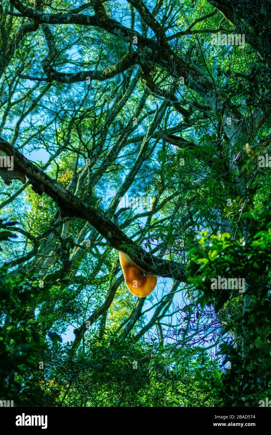 Honey bee house on a tree in a forest/park outdoor Stock Photo - Alamy