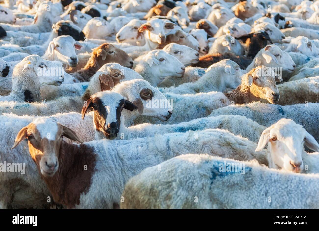 beauty of pastures Stock Photo - Alamy
