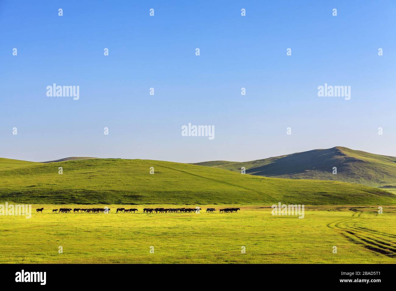 beauty of pastures Stock Photo - Alamy