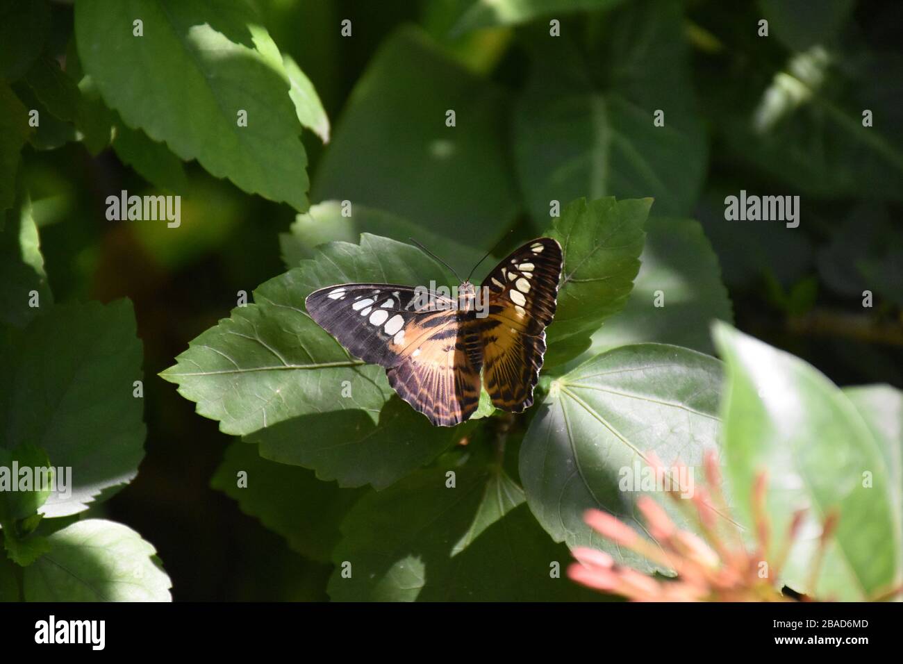 Beautiful brown clipper butterfly in a garden Stock Photo - Alamy