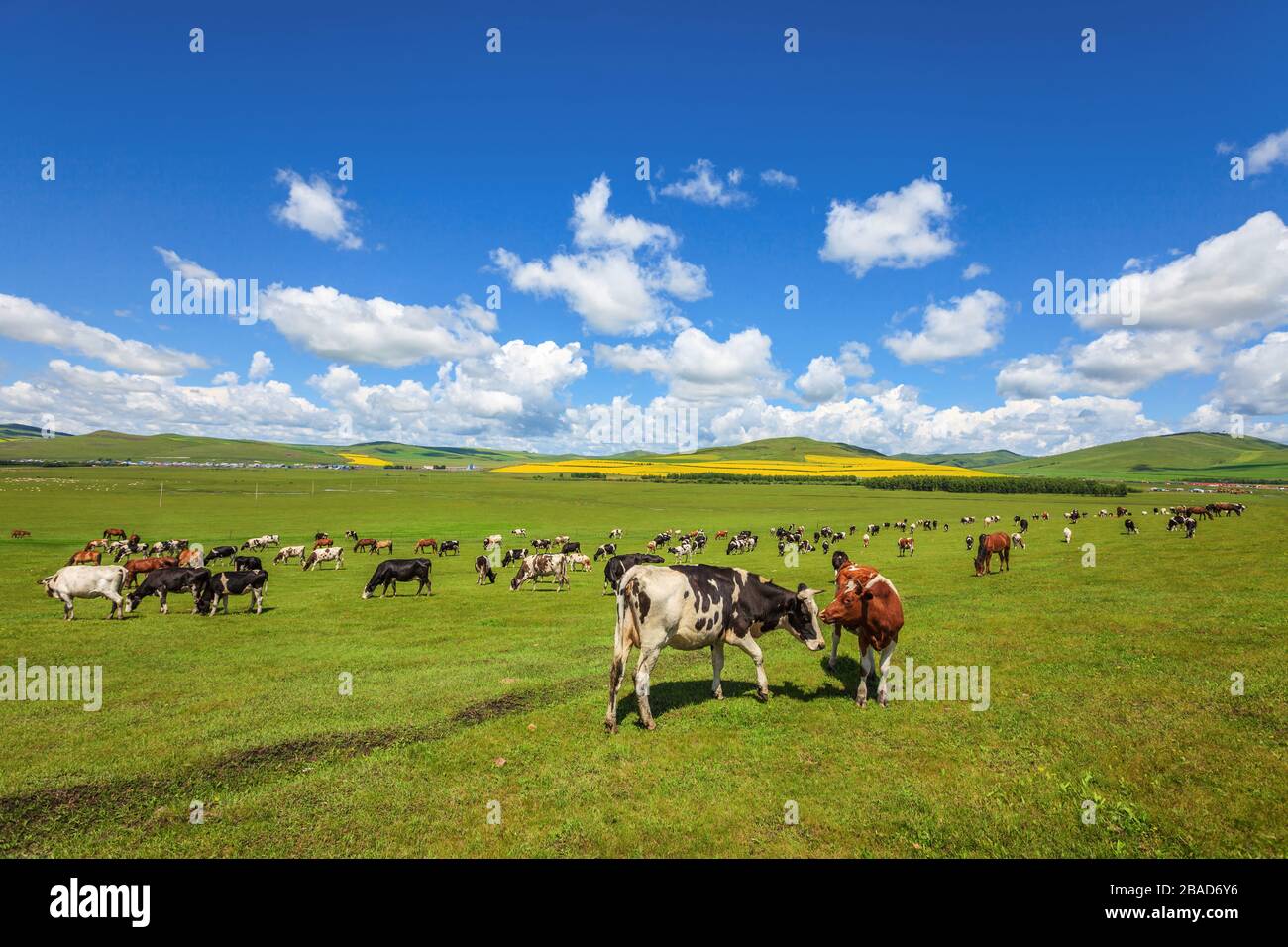 beauty of pastures Stock Photo - Alamy