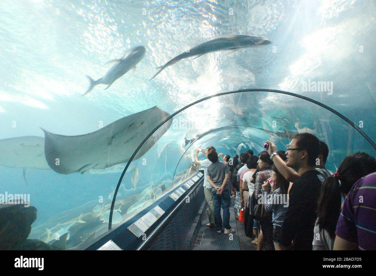 Shanghai ocean aquarium china hi-res stock photography and images - Alamy