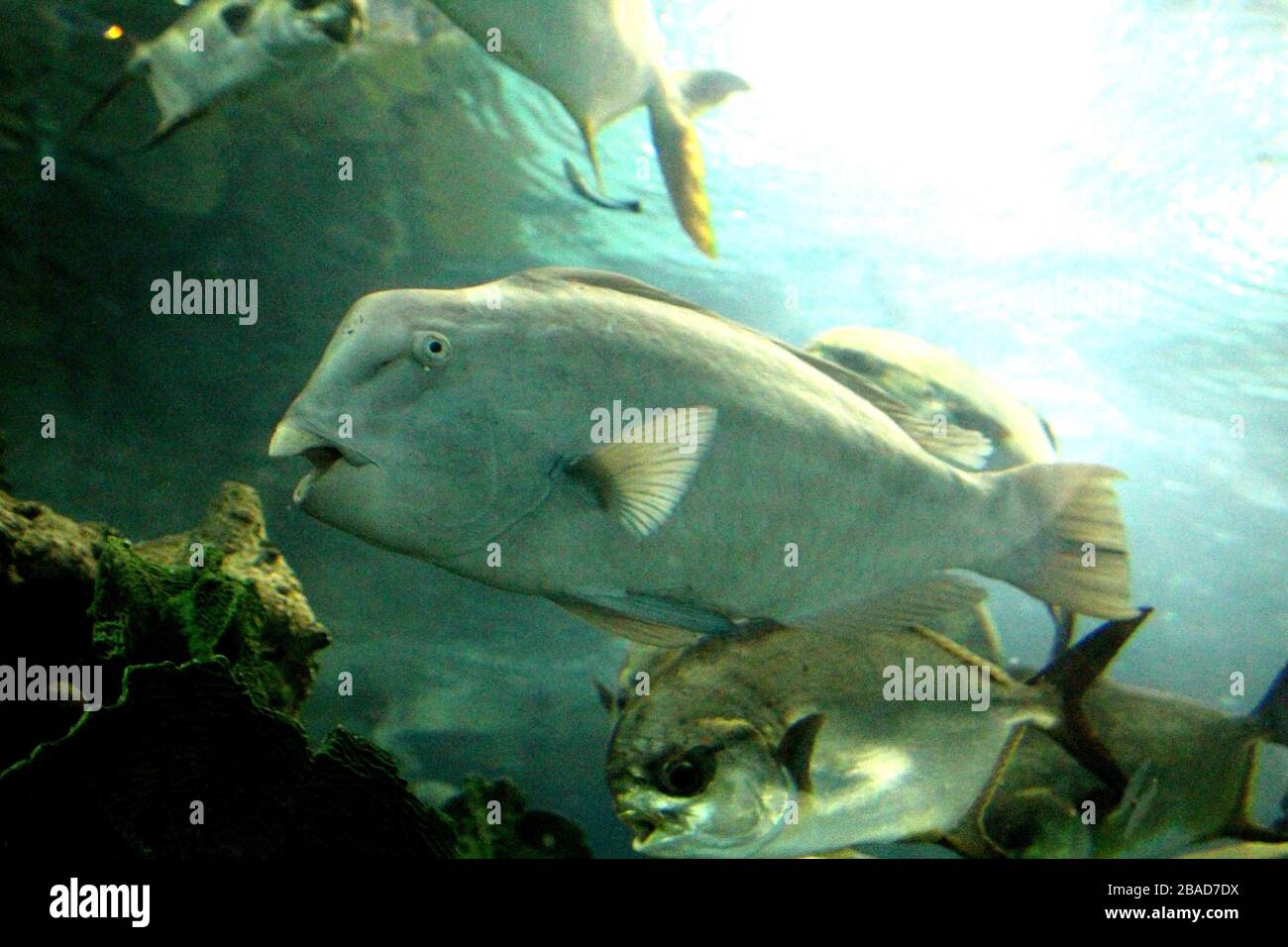 Shanghai, Shanghai, China. 27th Mar, 2020. Shanghai ocean aquarium is ...