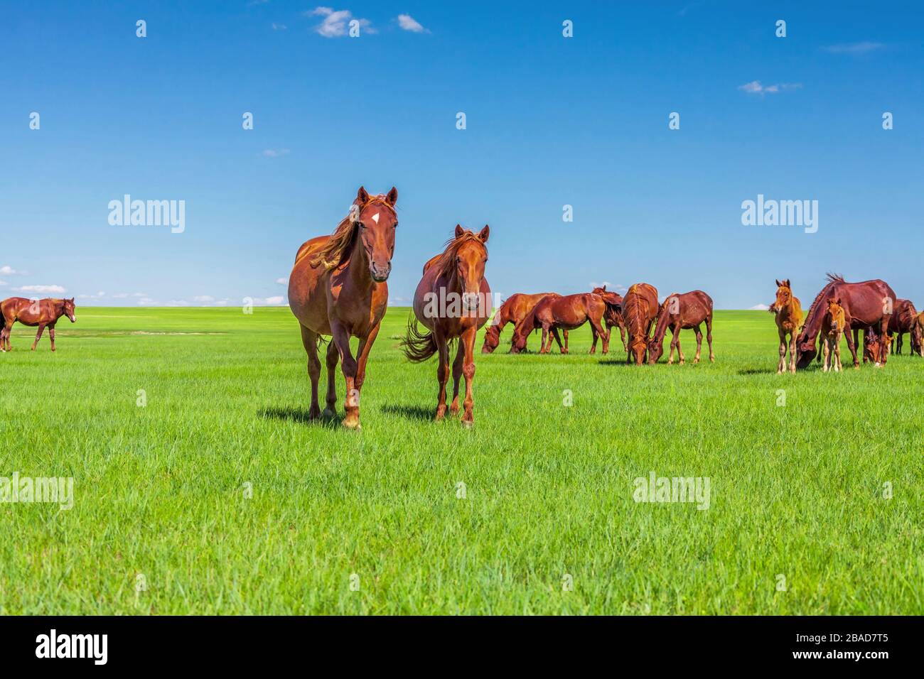 Hulunbuir grassland hi-res stock photography and images - Alamy