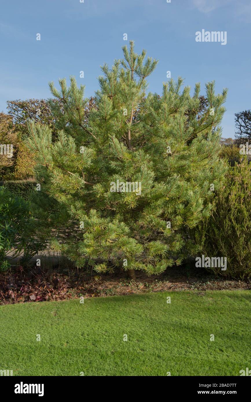 Green Foliage of an Evergreen Scots Pine Shrub (Pinus sylvestris 'Gold ...