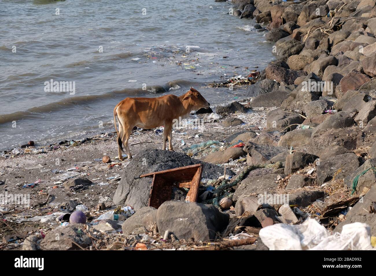 The cow is looking for food in the trash on the coast of Elephant ...