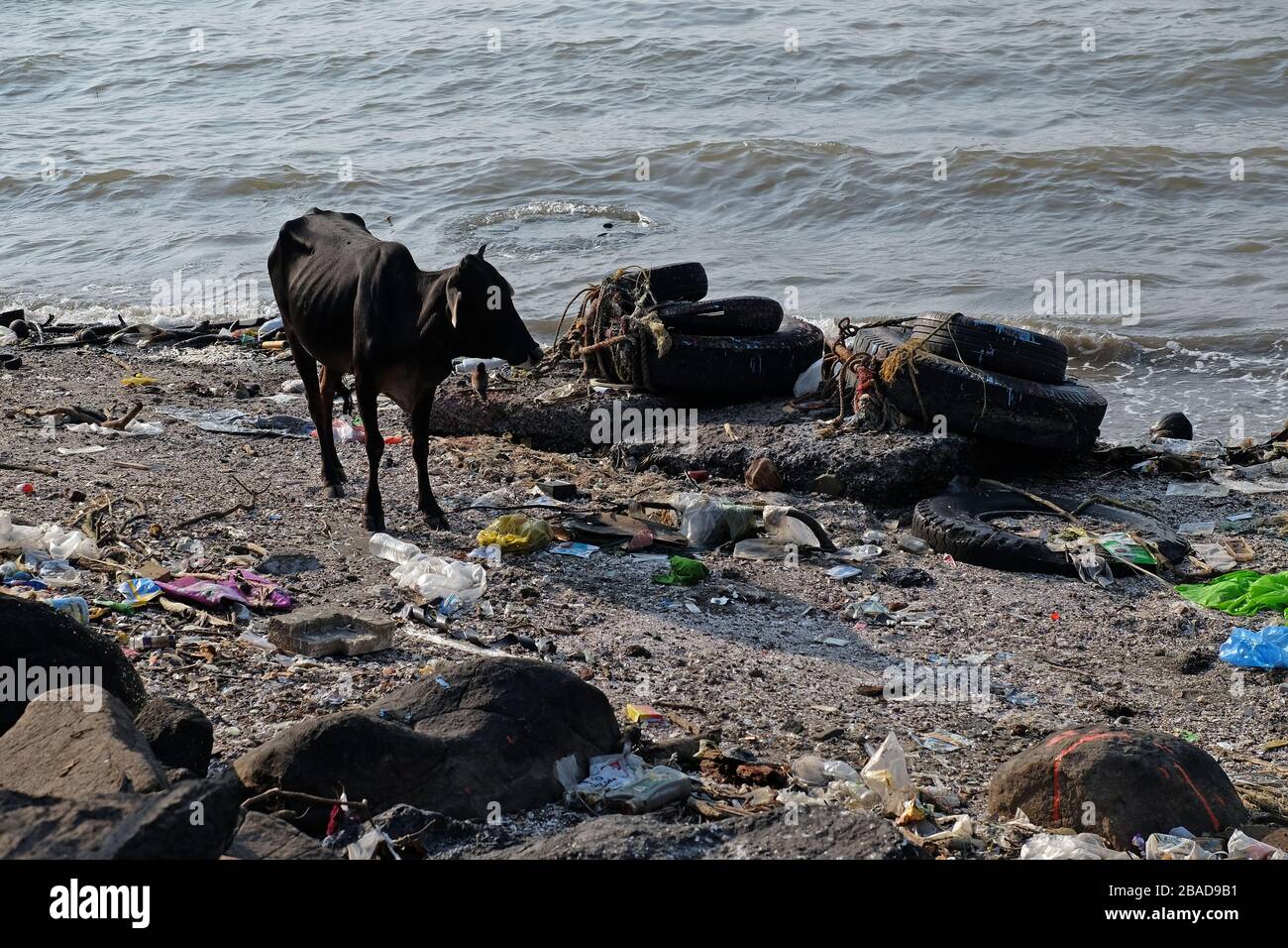 The cow is looking for food in the trash on the coast of Elephant ...