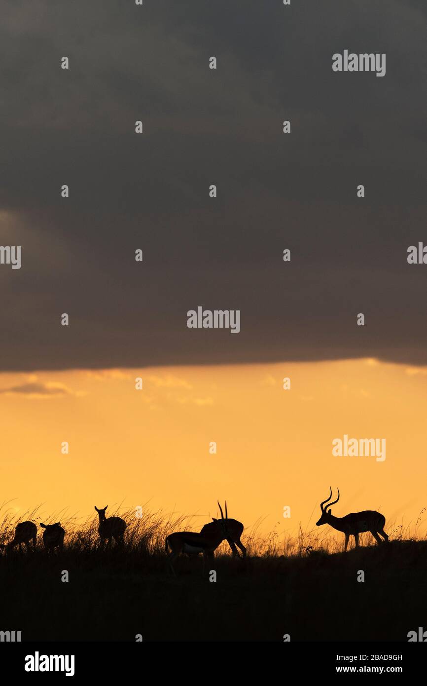 African animals in sunset hi-res stock photography and images - Alamy