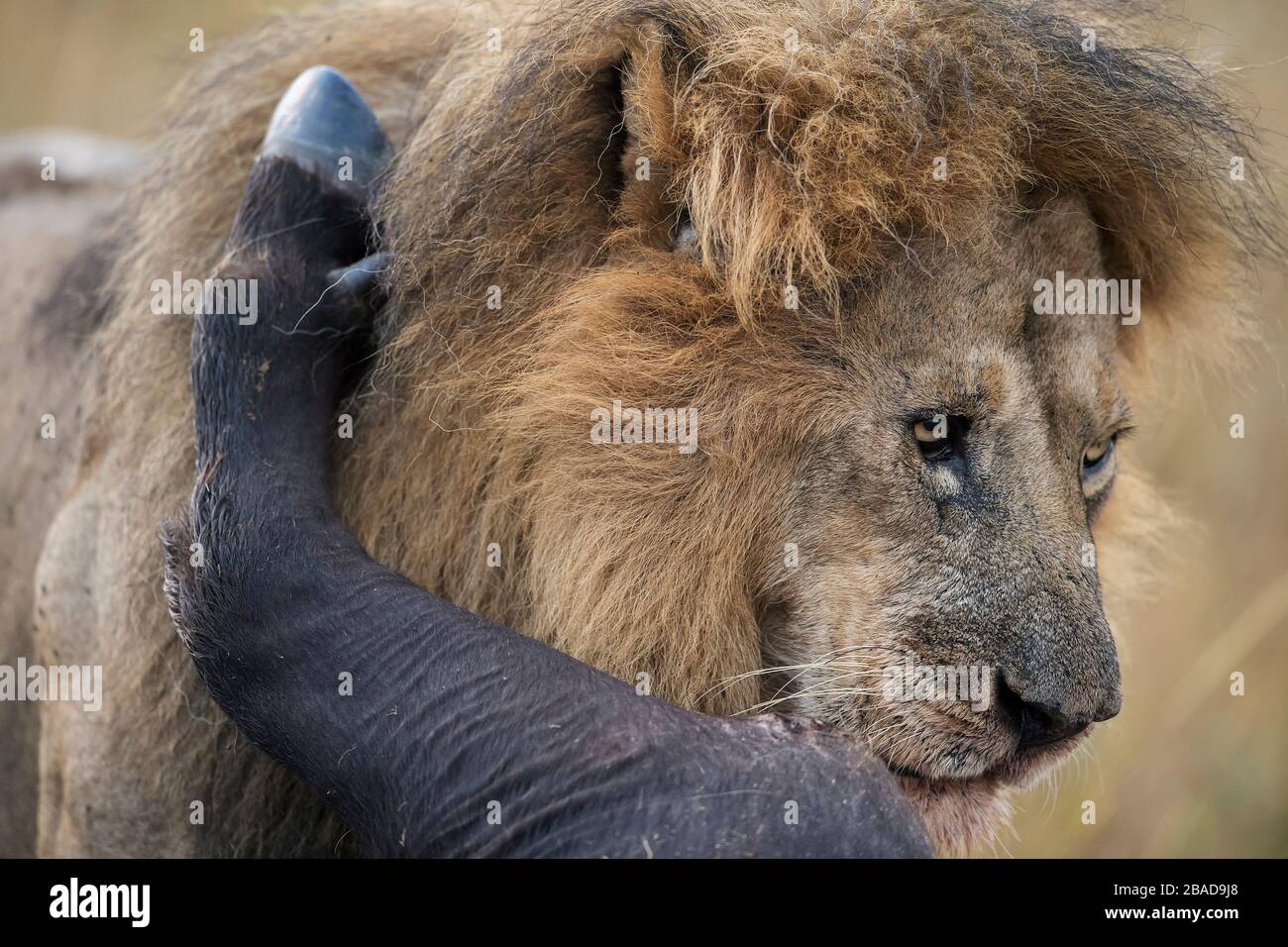 Lion impala hi-res stock photography and images - Alamy