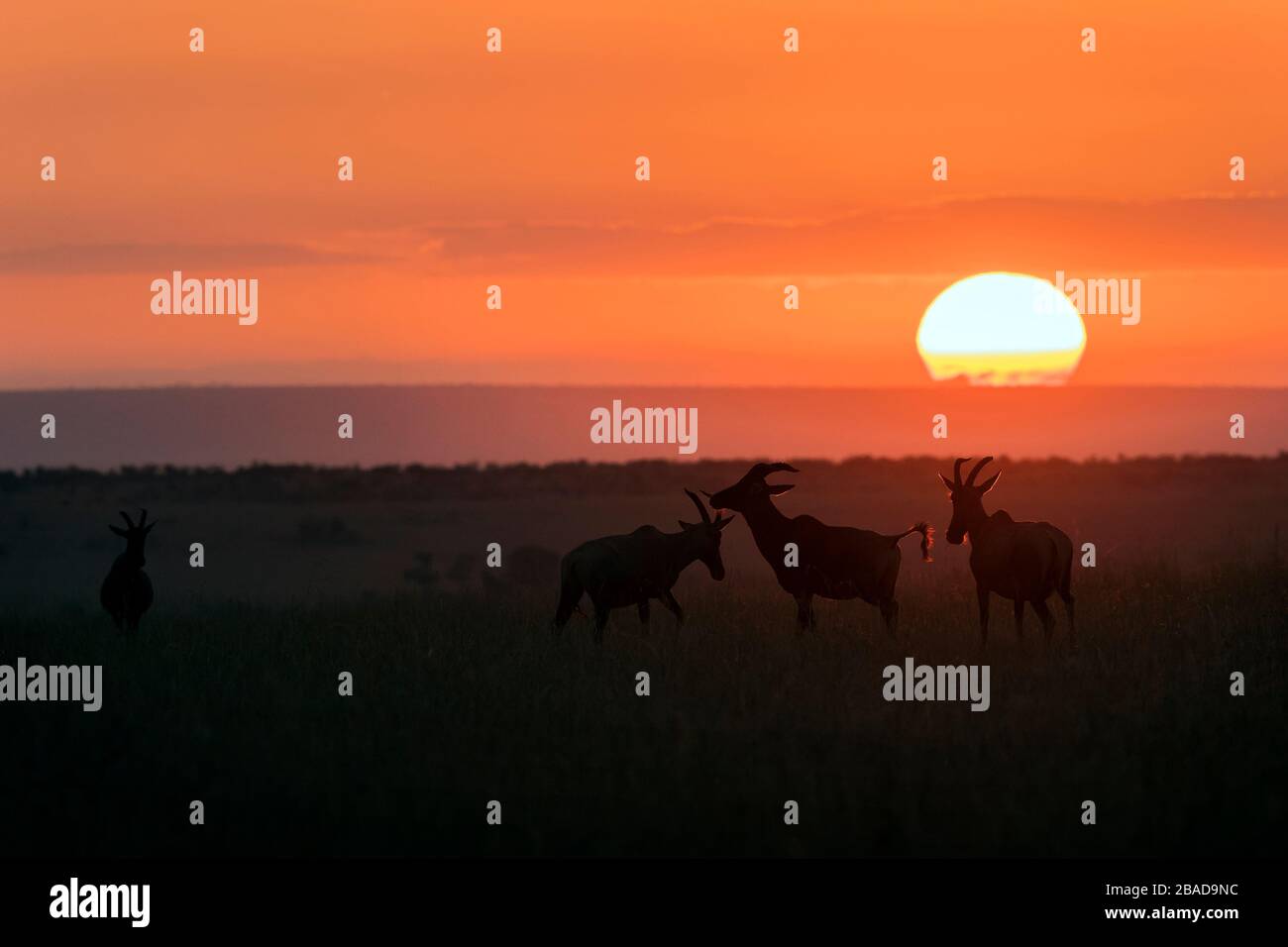 African antelope impala topi hi-res stock photography and images - Alamy