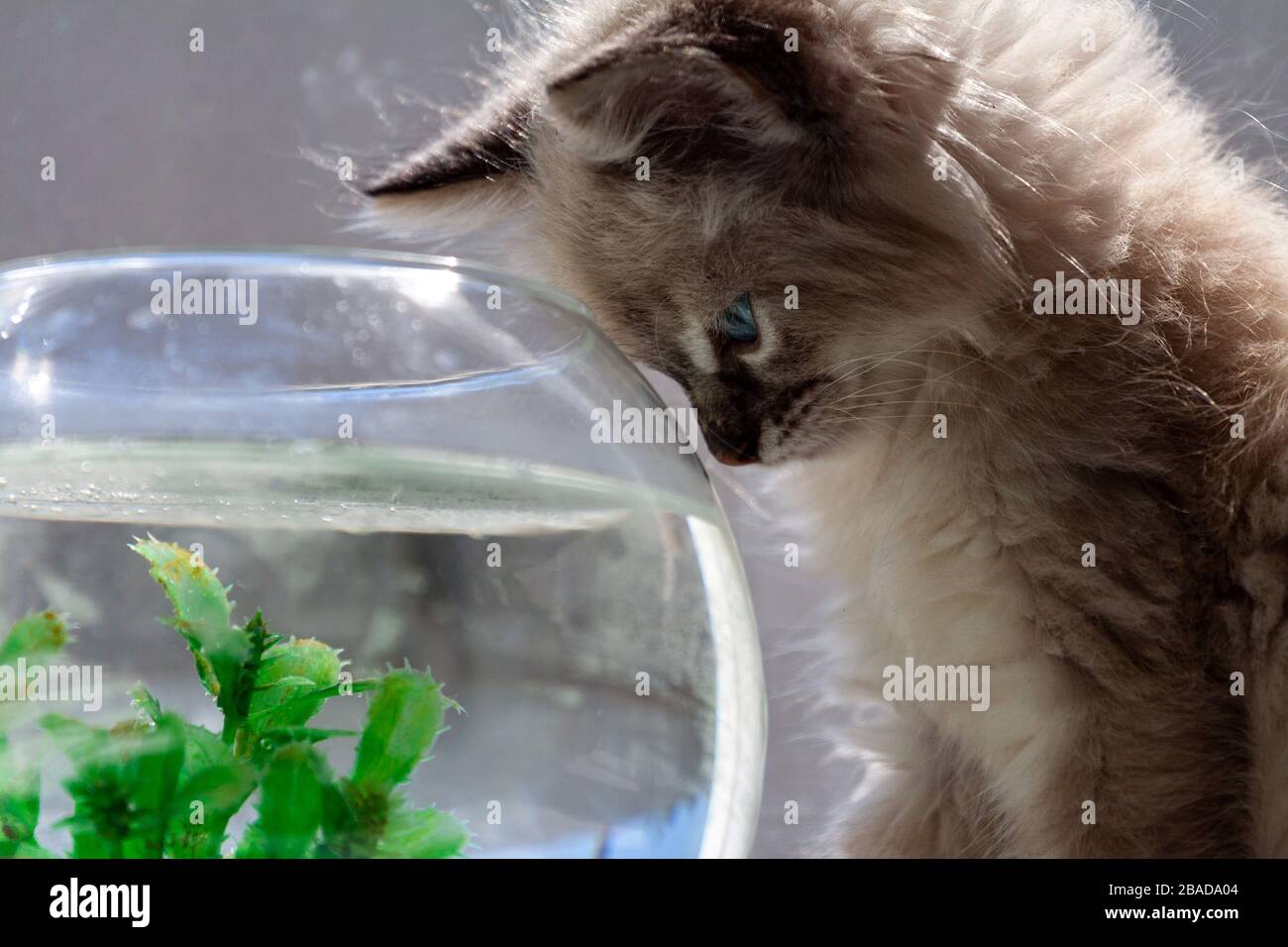 A beautiful fluffy kitten is hunting for a goldfish in an aqua rime ...