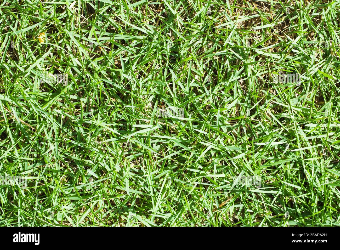Green summer grass at sunny day, top view. Natural background photo ...