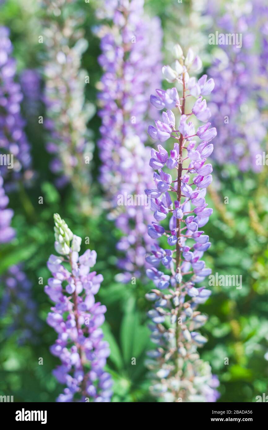 Bluebonnet lupine hi-res stock photography and images - Alamy