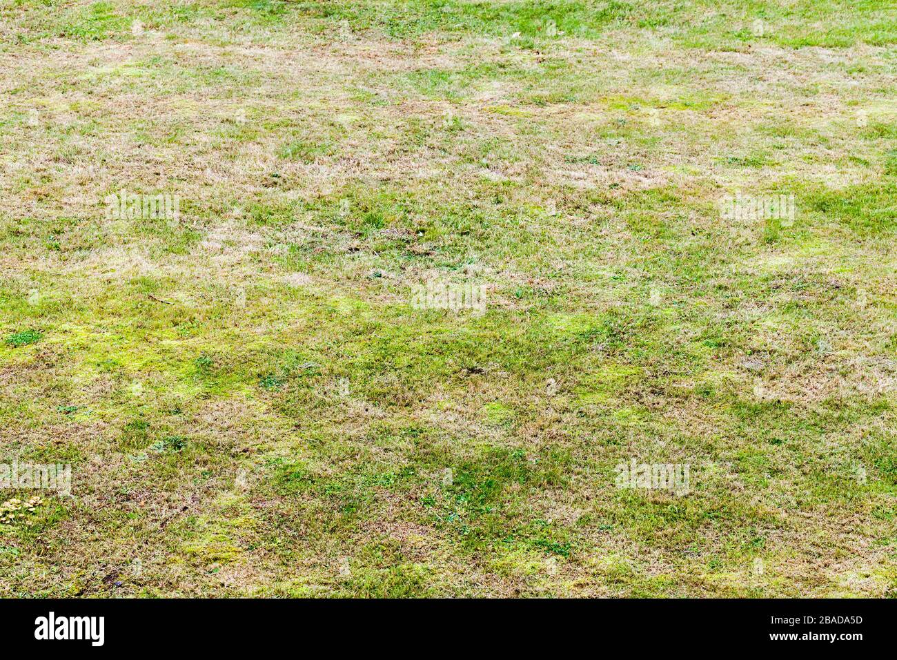 Lawn at summer day, yellow green grass background photo Stock Photo - Alamy