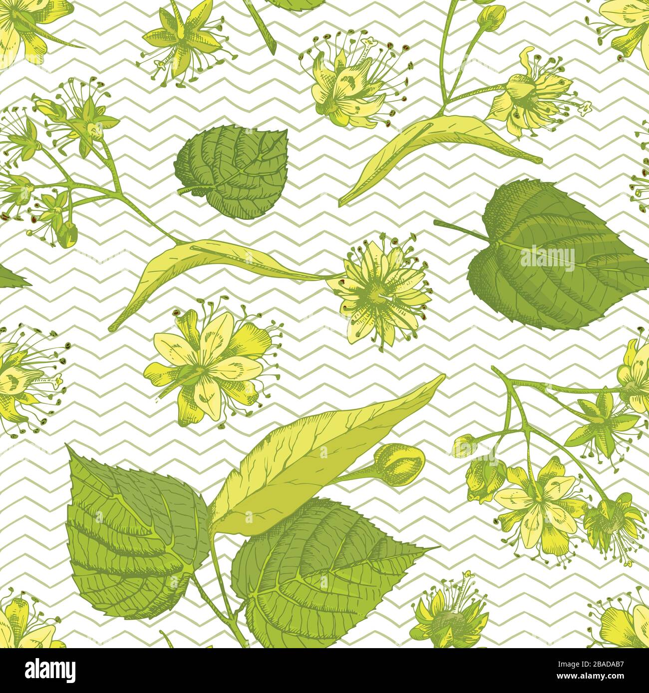 Sage blossom isolated flower Stock Vector Images - Alamy