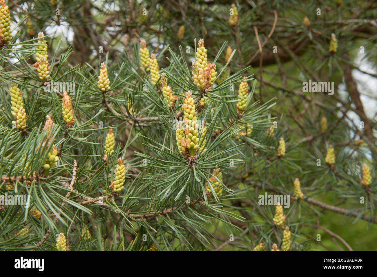 Fresh New Spring Growth and Cones on a Scots Pine Tree (Pinus ...
