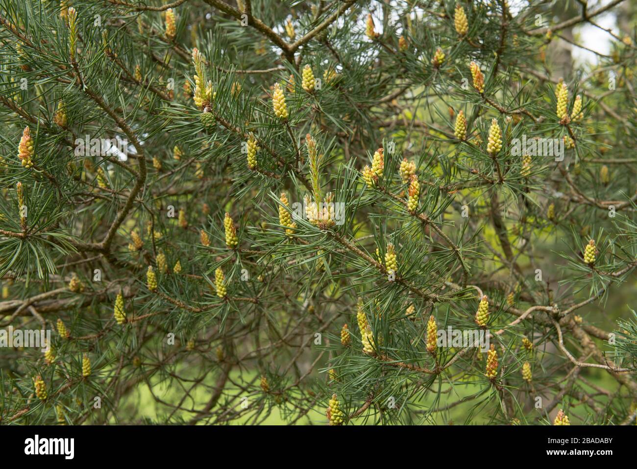 Fresh New Spring Growth and Cones on a Scots Pine Tree (Pinus ...
