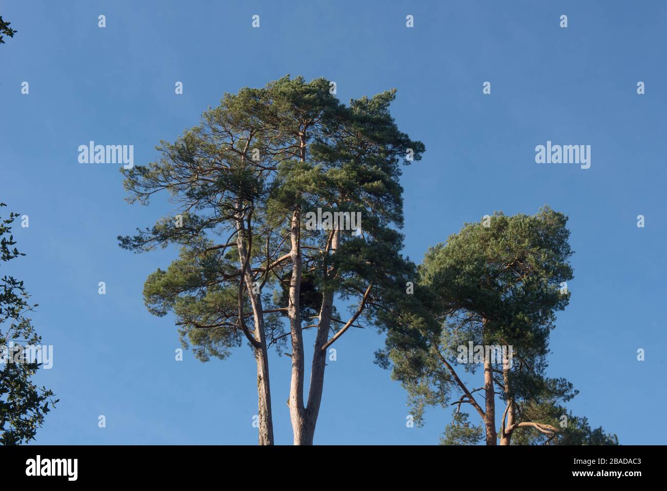 Scots pine pinus sylvestris uk garden hi-res stock photography and ...