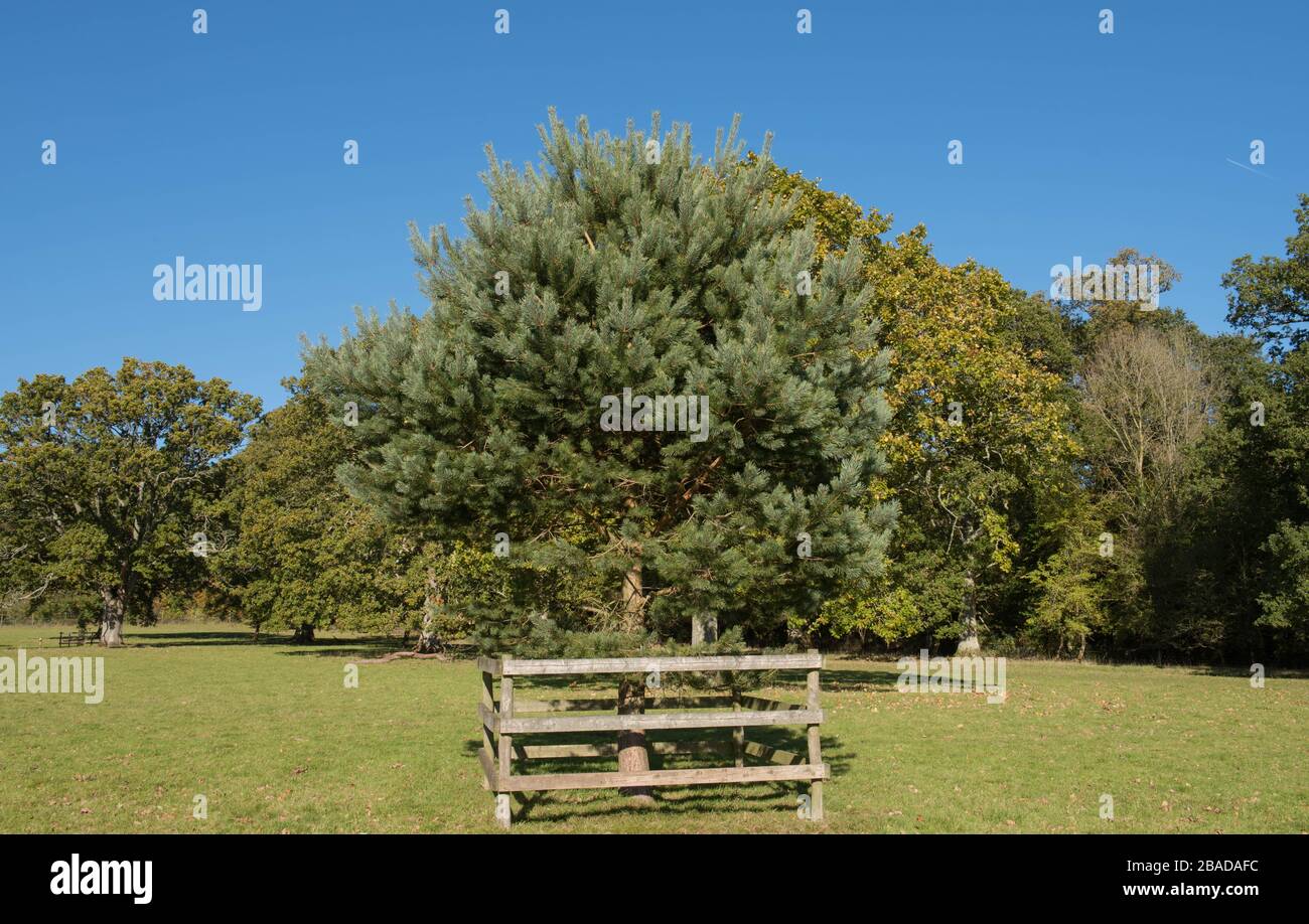 Scots pine pinus sylvestris uk garden hi-res stock photography and ...