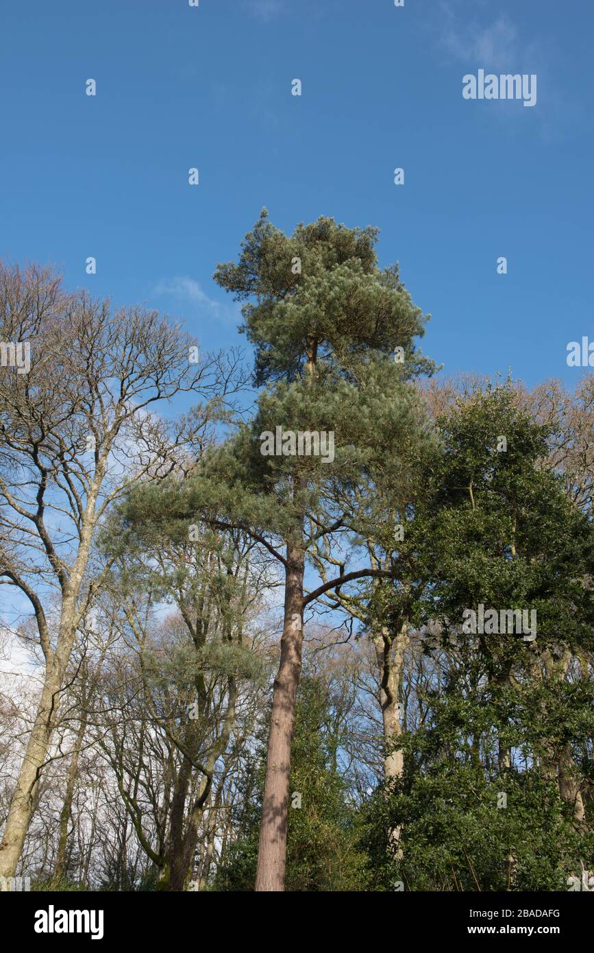 Green Foliage of an Evergreen Scots Pine Tree (Pinus sylvestris) with a ...