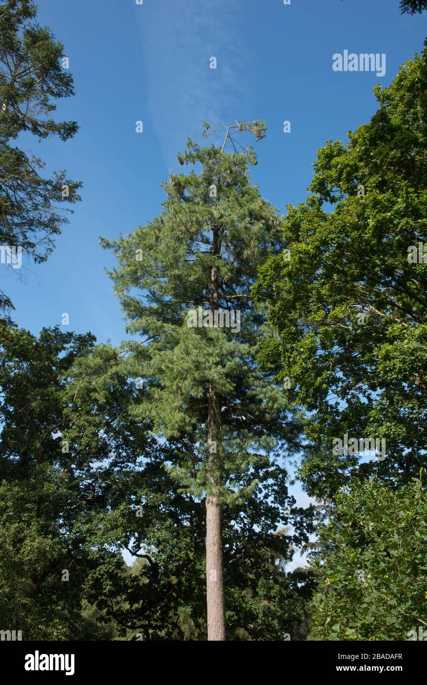 Green Foliage of an Evergreen Scots Pine Tree (Pinus sylvestris) with a ...
