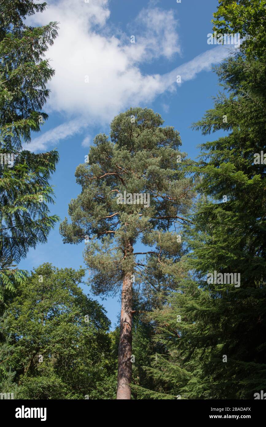 Green Foliage of an Evergreen Scots Pine Tree (Pinus sylvestris) with a ...