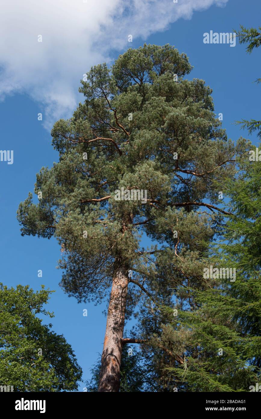 Pinus sylvestris uk garden hi-res stock photography and images - Alamy