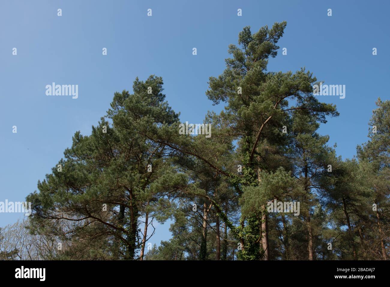 Green Foliage of an Evergreen Scots Pine Tree (Pinus sylvestris) with a ...