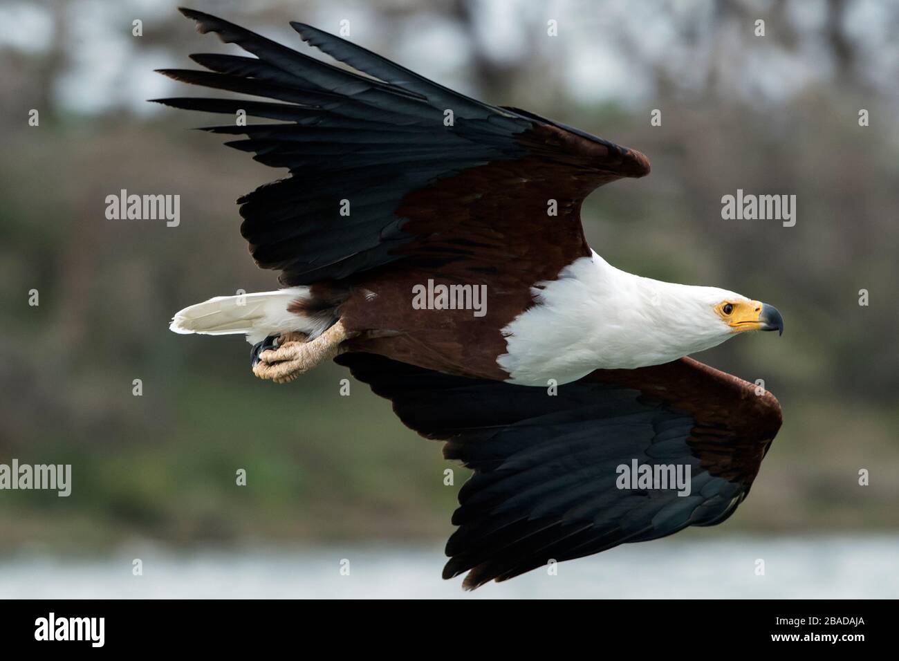 Diving african fish eagle hi-res stock photography and images - Alamy