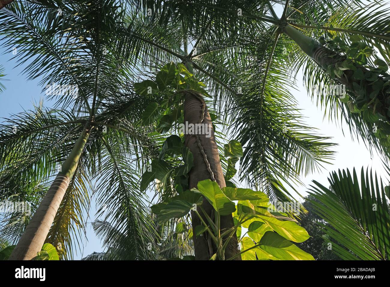 India plant tree hi-res stock photography and images - Alamy