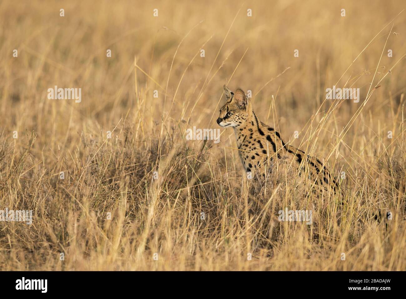 The image of Serval cat (Felis serval) Masai-Mara Game Reserve, Kenya ...