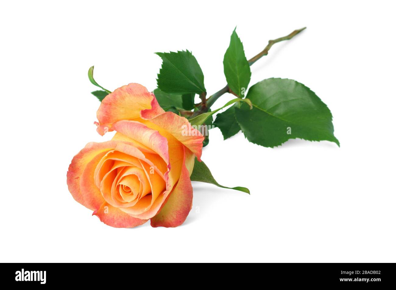 Wonderful Rose (Rosaceae) isolated on white background, including ...