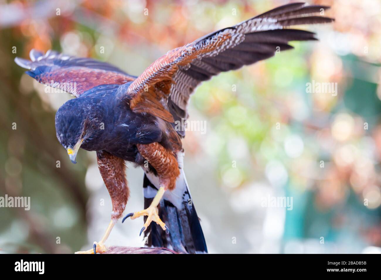 Hawk landing with wings spread and claw open taken at the Lindsey ...