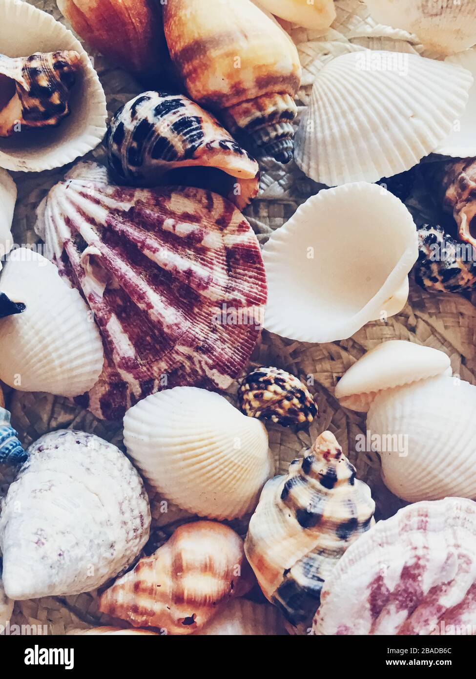 Seashells as summer coastal background, nature and travel concept Stock ...