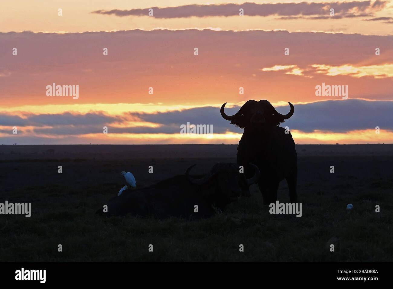 Amboseli impala kenya amboseli national park hi-res stock photography ...
