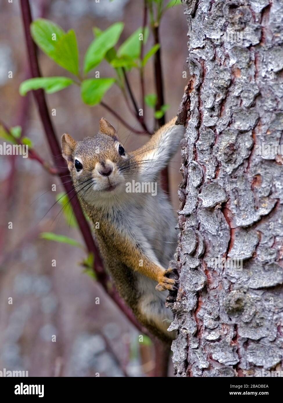 Curious Red Squirrel peeking from around tree Stock Photo - Alamy