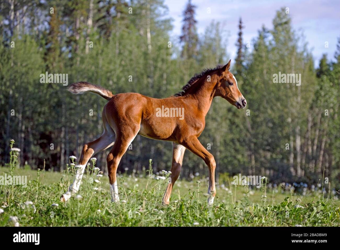 Playful Bay Arabian Foal running on summer meadow Stock Photo - Alamy