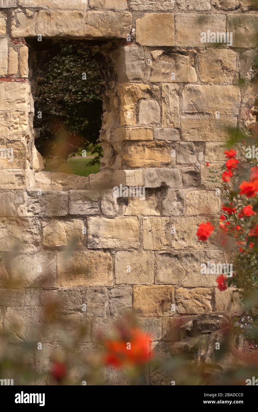Ruined abbey buildings in Museum Gardens - botanic gardens in York ...