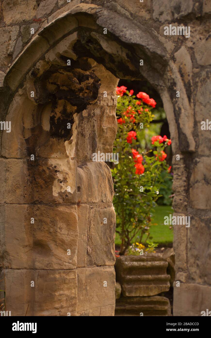Ruined abbey buildings in Museum Gardens - botanic gardens in York ...