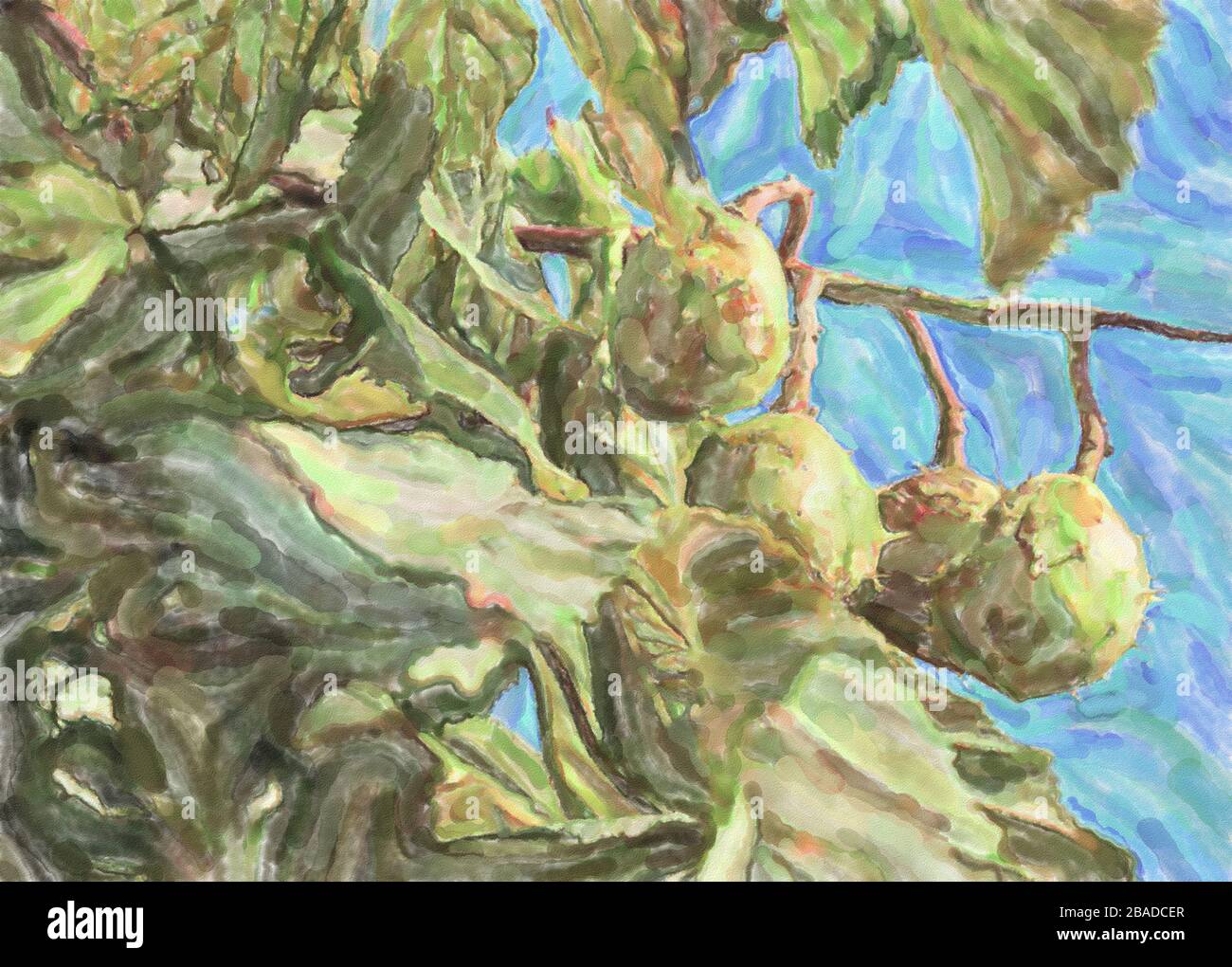 Fully ripe chestnuts (Aesculus hippocastanum), horse chestnut, with ...