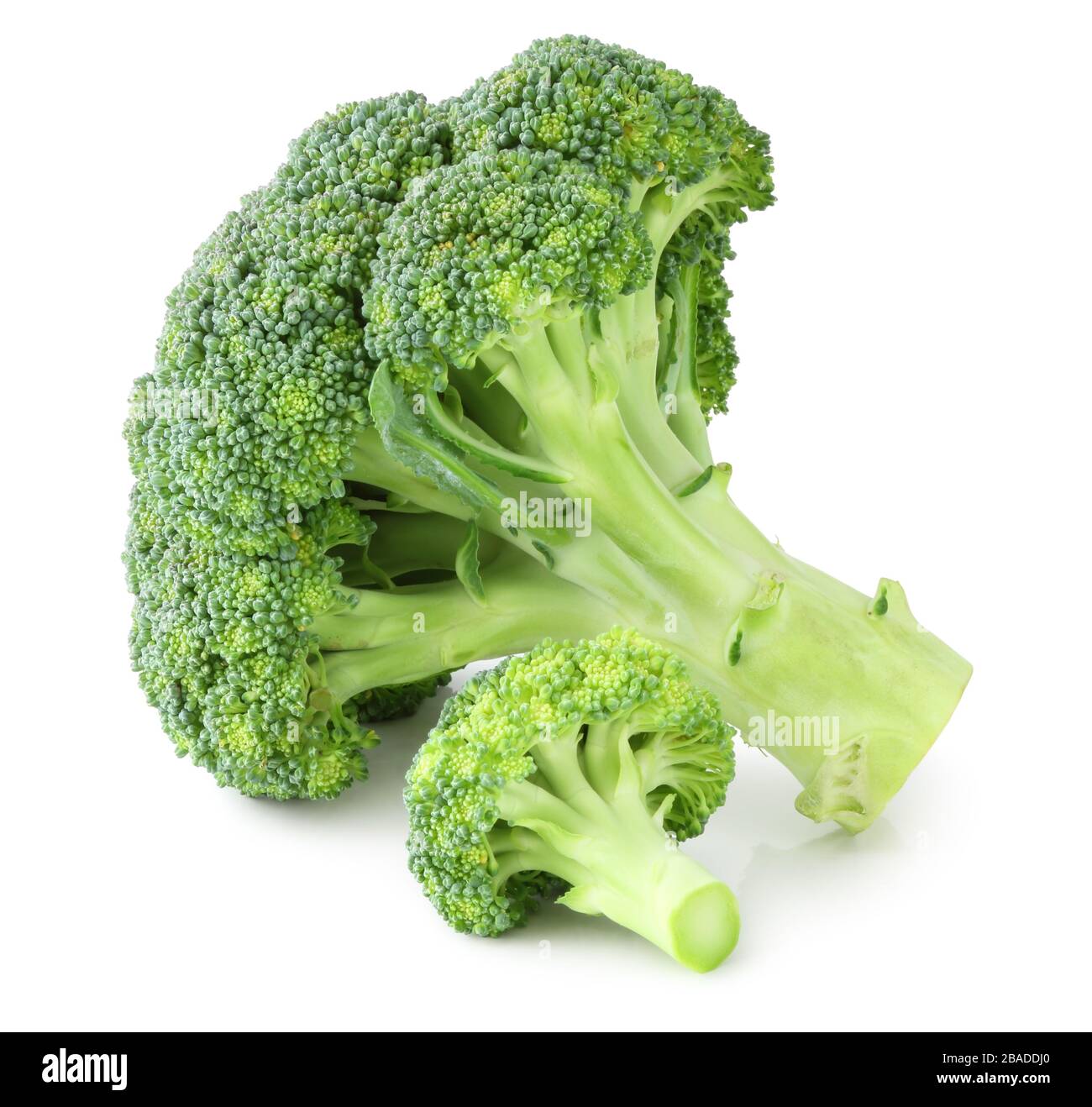 Fresh Broccoli isolated on white background, including clipping path ...