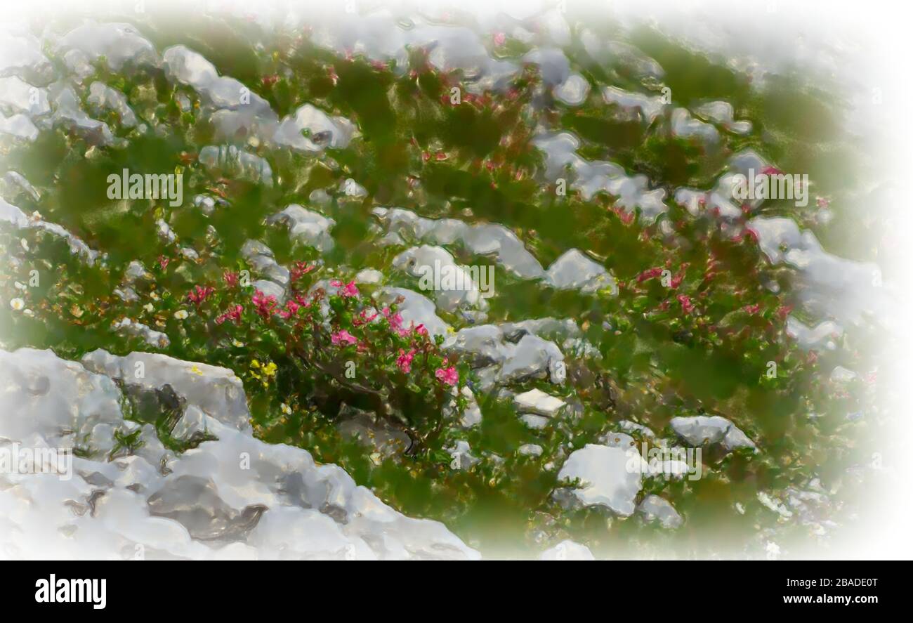 Slope Geranium High Resolution Stock Photography and Images - Alamy