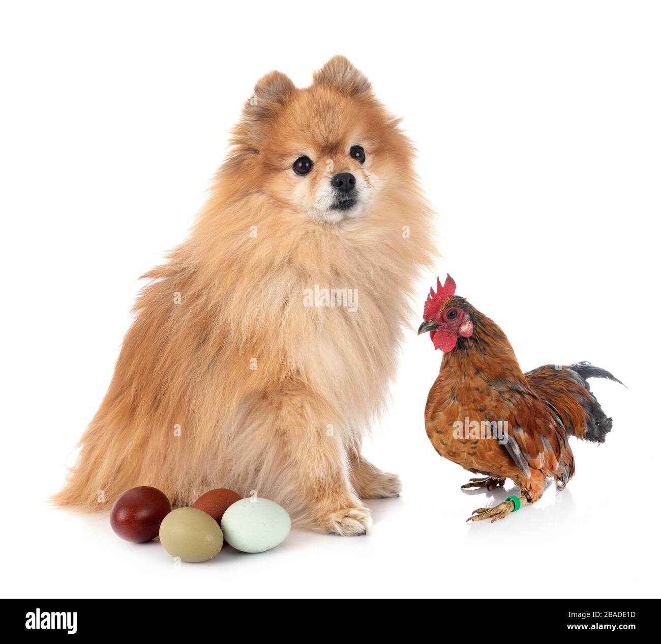 spitz and chicken in front of white background Stock Photo - Alamy