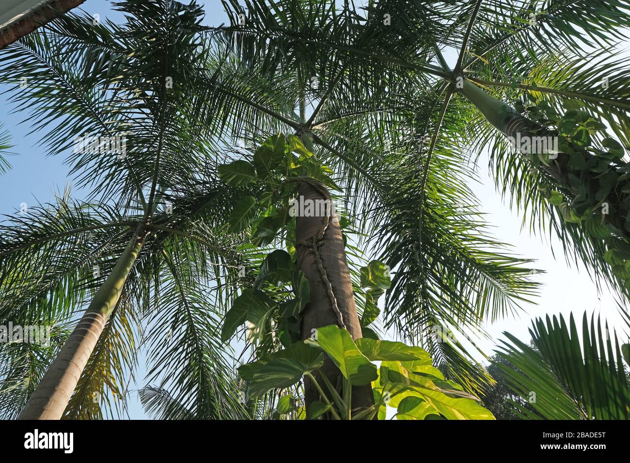 Goa tree hi-res stock photography and images - Alamy