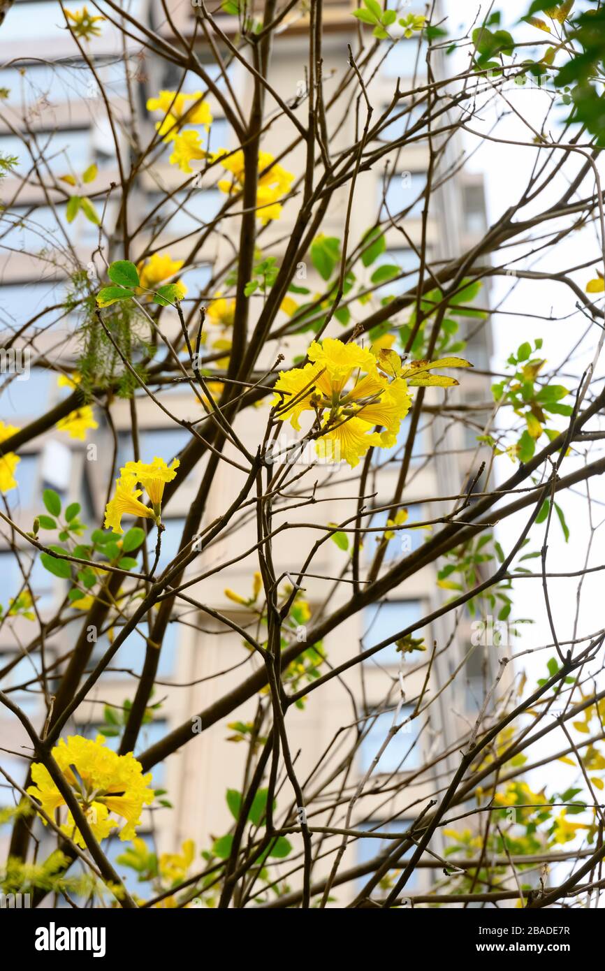 Araguaney Tree High Resolution Stock Photography and Images - Alamy