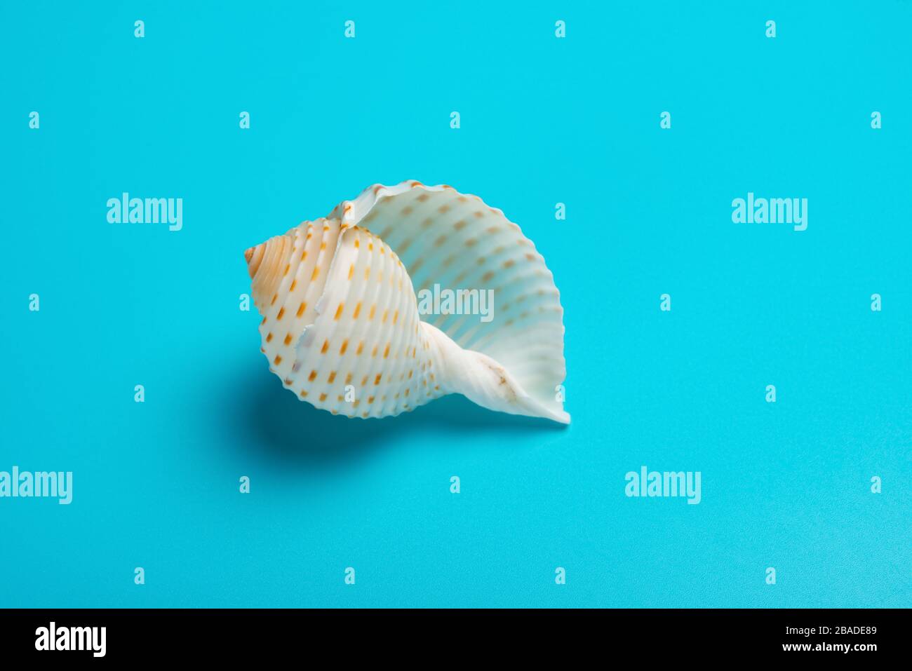 side view white color conch shell on a blue background Stock Photo - Alamy