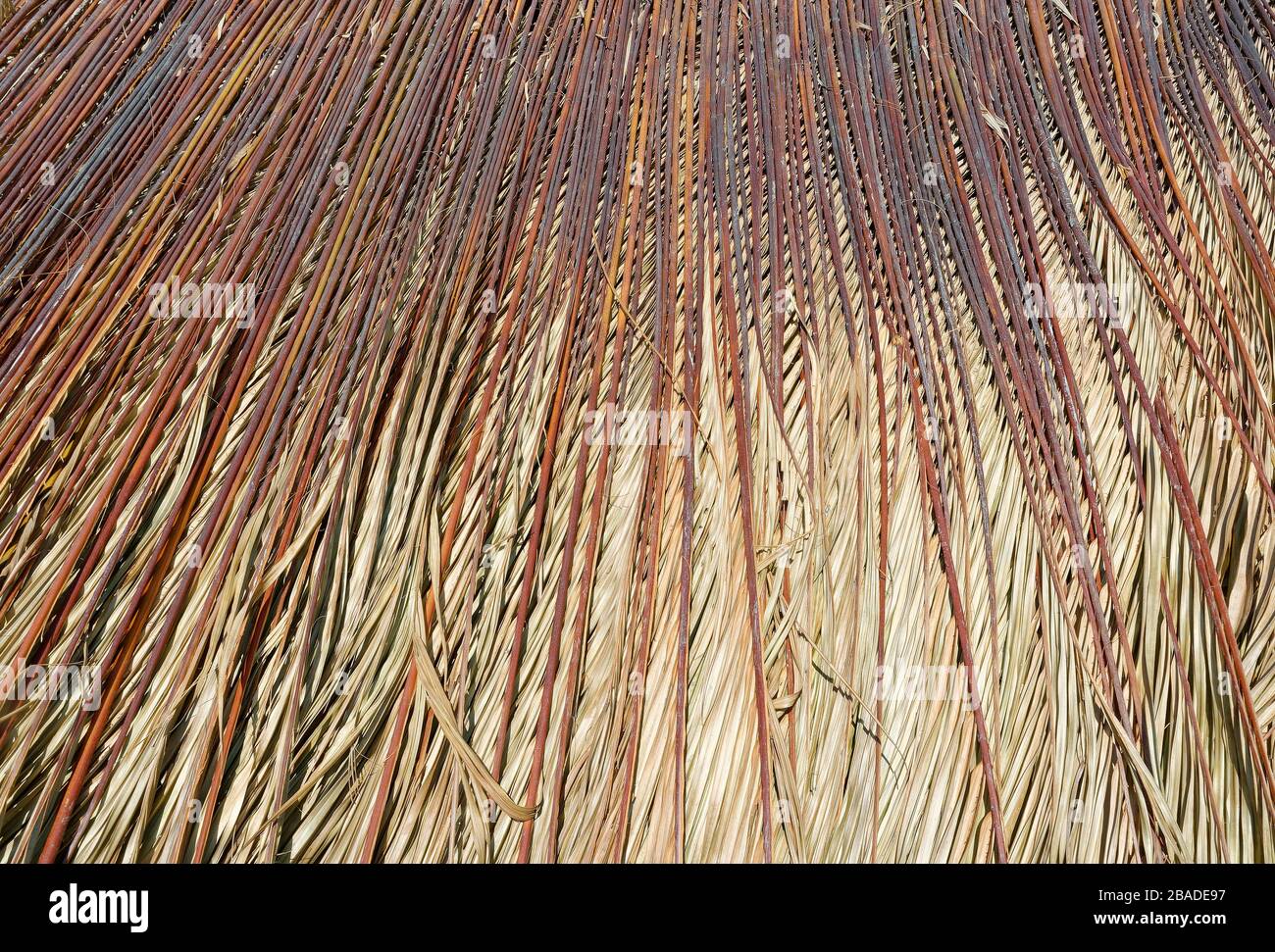 Reeds drying in the midday sun Stock Photo - Alamy