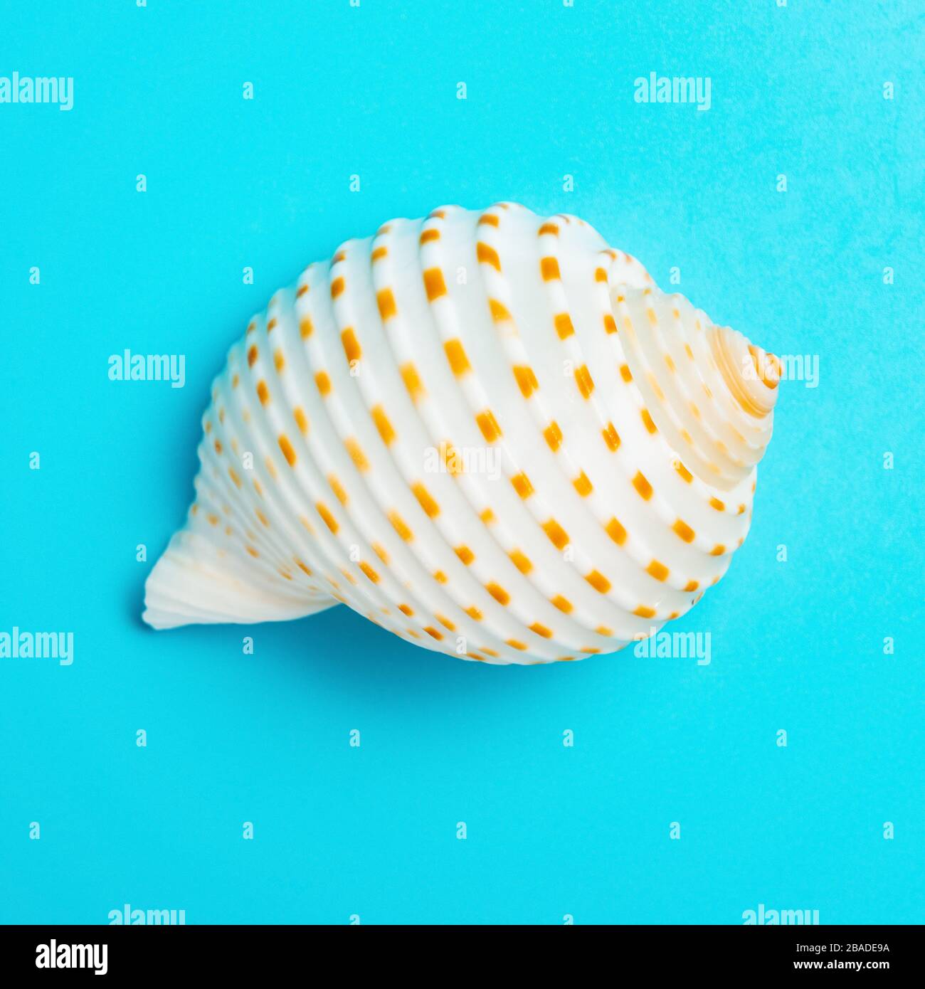 top view white color conch shell on a blue background Stock Photo - Alamy